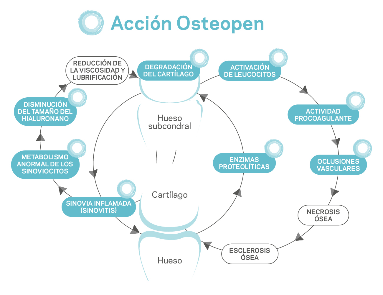 Osteopen: un aliado en el tratamiento de la osteoartritis canina para ...